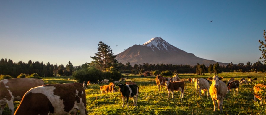 Mount Taranaki - Free Guide » Wild Taranaki